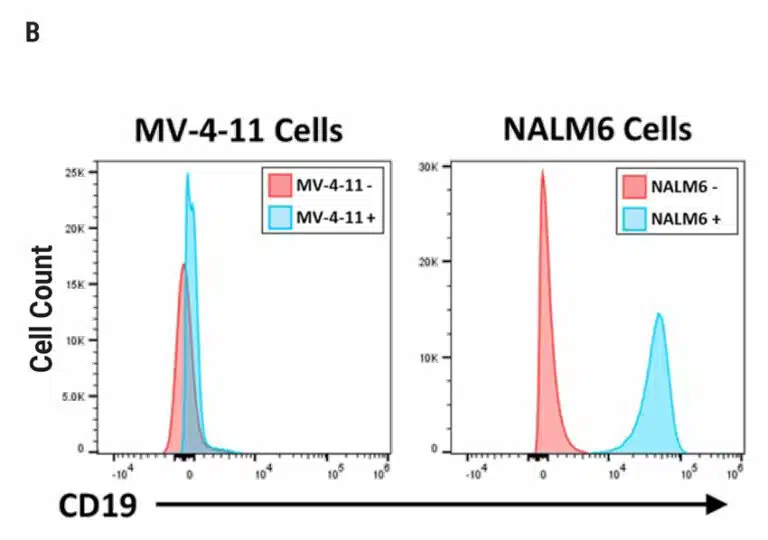 Anti-CD19 CAR T Cells Derived by Electroporation | MaxCyte
