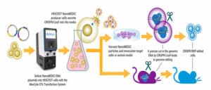 Large-scale RUO Processing Assemblies | Maxcyte