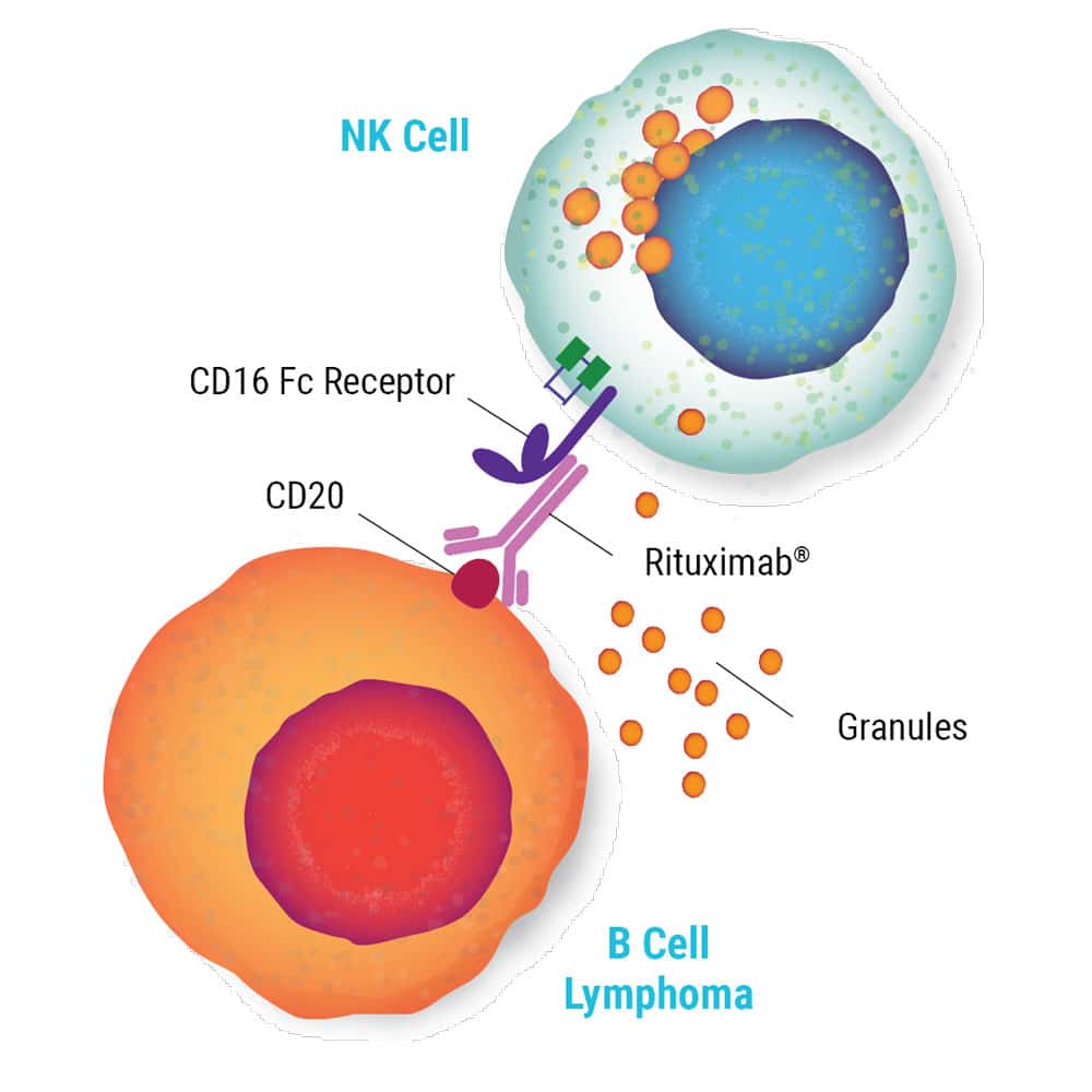 Engineering NK Cells with High-Affinity CD16 for Enhanced Combination ...