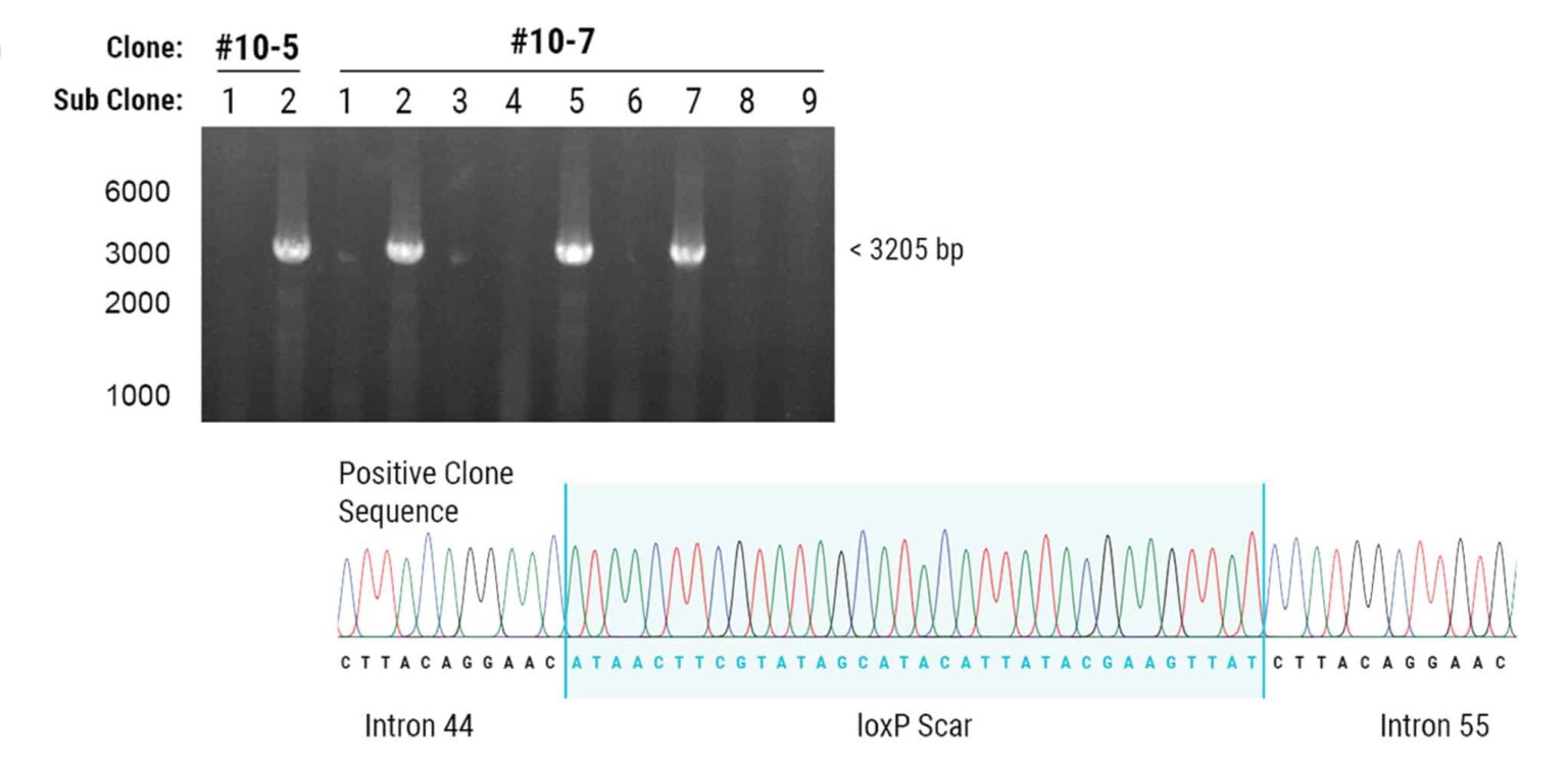 Insertion of LoxP Sites without Antibiotic Selection | MaxCyte