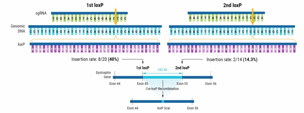 Insertion of LoxP Sites without Antibiotic Selection | MaxCyte