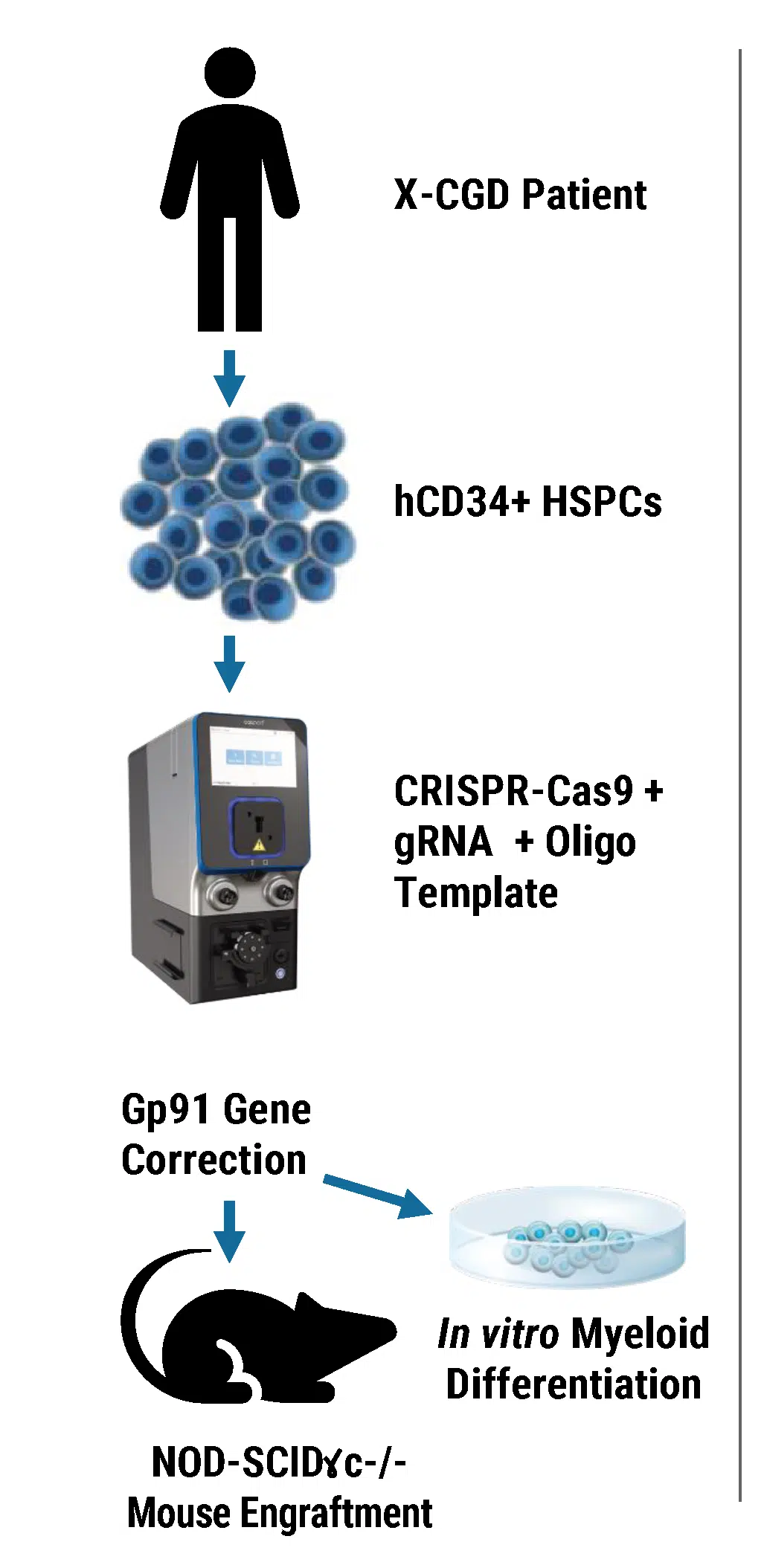 Ex Vivo Gene Correction in X-CGD Patient Stem Cells | MaxCyte Ex Vivo Gene Correction in X-CGD Patient Stem Cells | MaxCyte