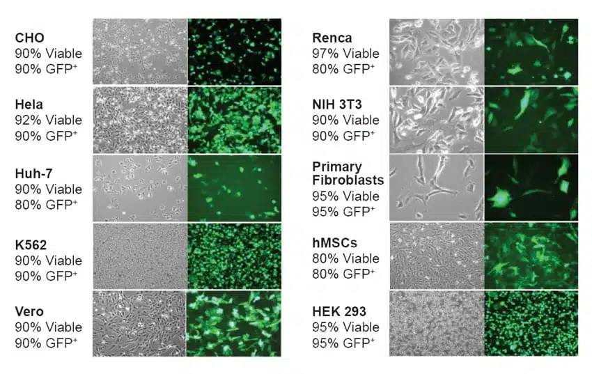 Flow Electroporation Capabilities and Case Studies: Rapid GPCR ...