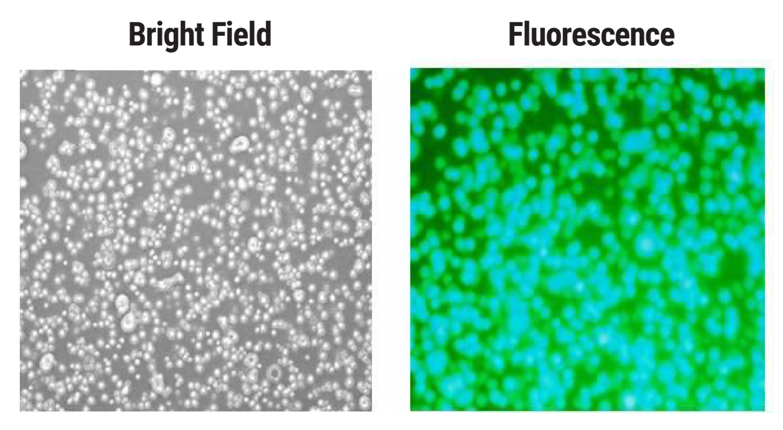 MaxCyte® Flow Electroporation® for Gram-Scale Transient Antibody ...