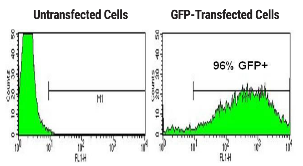 MaxCyte® Flow Electroporation® for Gram-Scale Transient Antibody ...