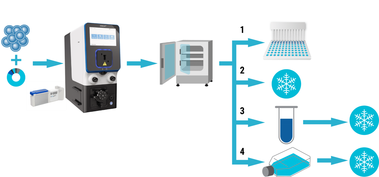 Keys to Successful Cell-Based Assay Development with Scalable ...