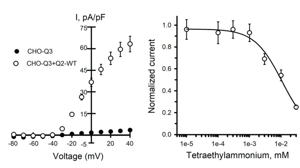 Automated Patch Clamp for Ion Channel Variant Screening