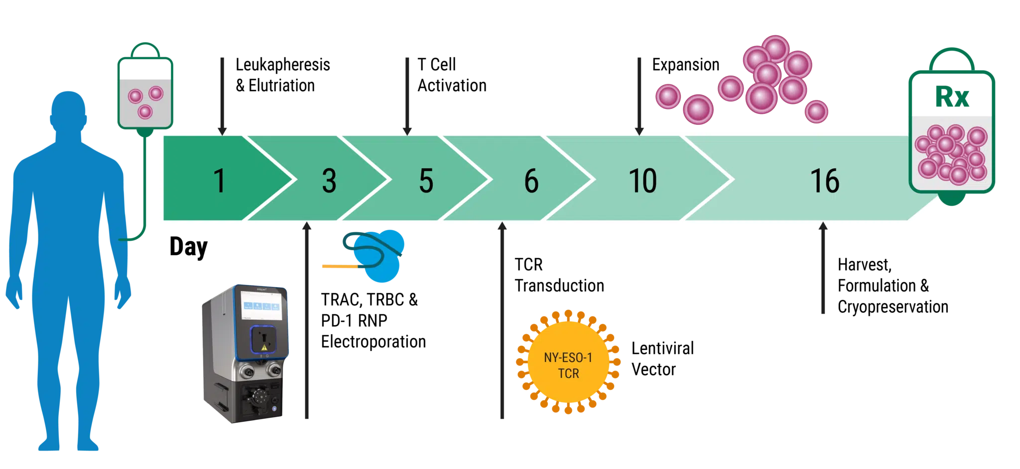 Electroporation Advances Cell-Based Therapy | MaxCyte