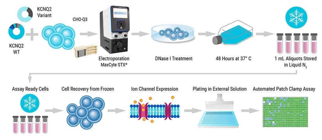 Assay Ready Cells for Cell-Based Assays | MaxCyte