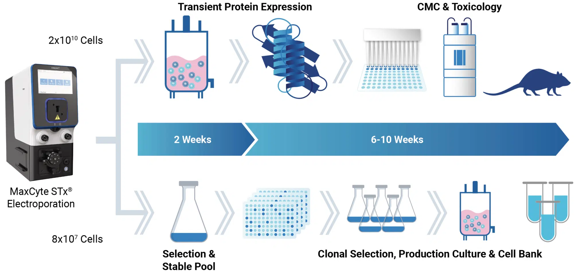 Accelerate Antibody Development and Production | MaxCyte