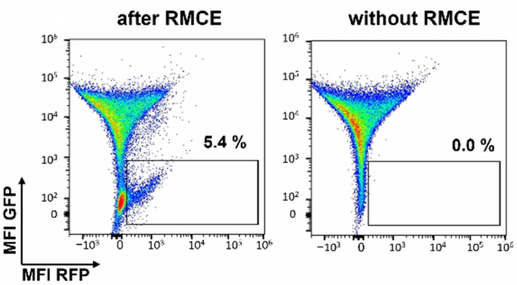 Landing-Pad CHO Cell Line for Mammalian Display | MaxCyte