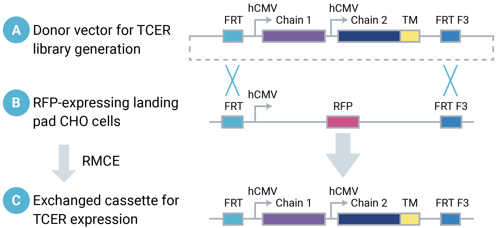 Develop Affinity-Enhanced TCR Biologics with Mammalian Display | MaxCyte