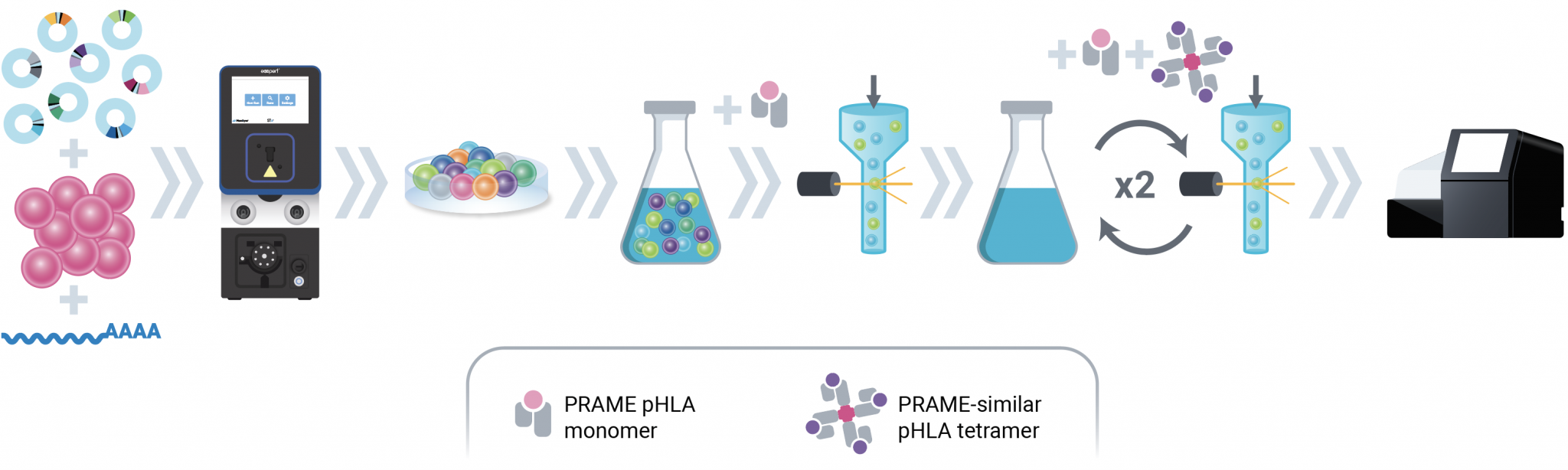 Develop Affinity-Enhanced TCR Biologics with Mammalian Display | MaxCyte