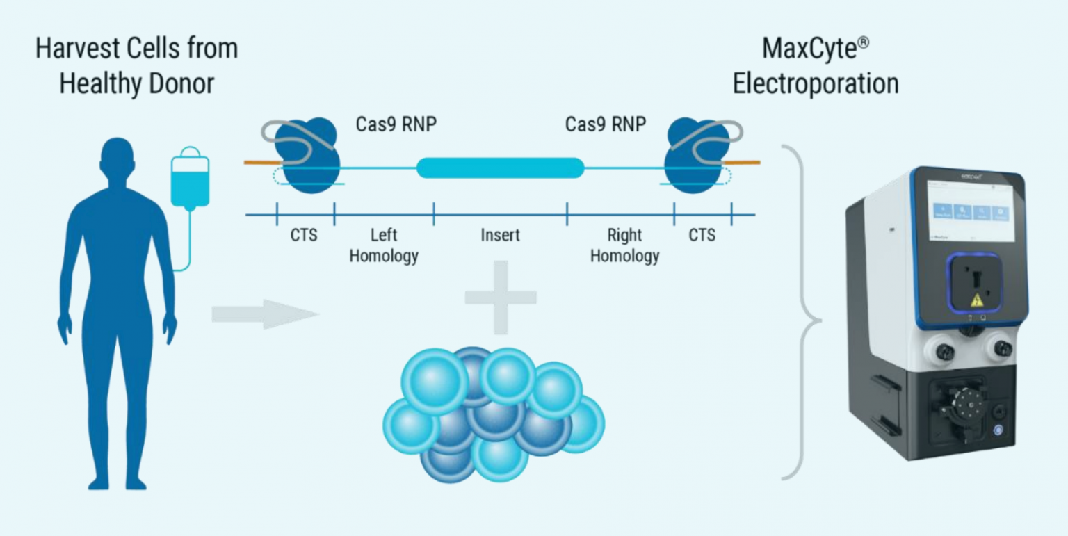 Efficient Immune Cell Engineering with Electroporation | MaxCyte