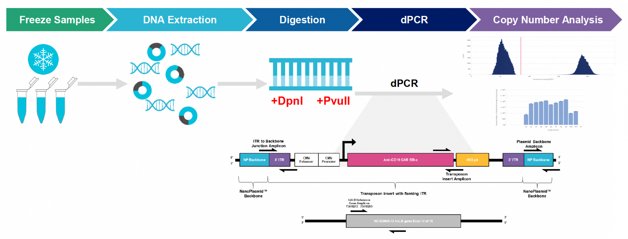 Optimizing Transposon-Based Gene Delivery | MaxCyte