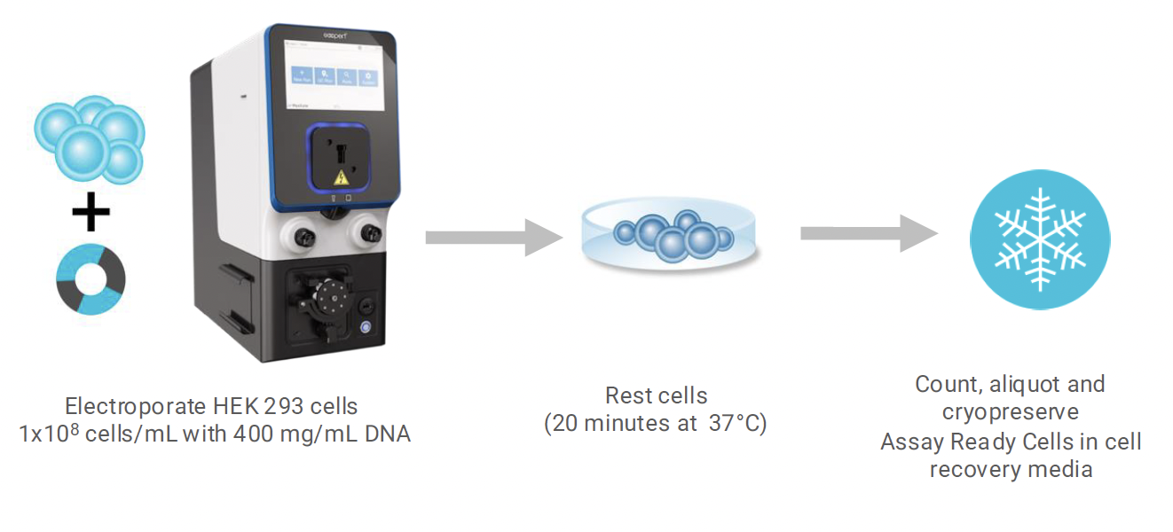 Assay-Ready Cells for Ion Channel Studies Using Electroporation | MaxCyte