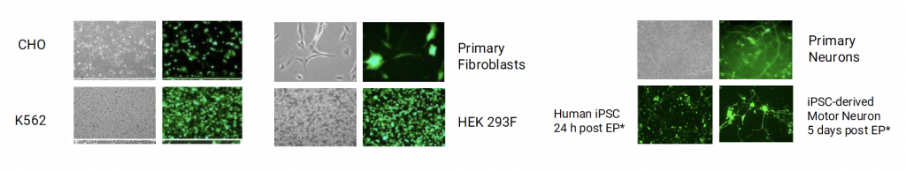 Assay-Ready Cells for Ion Channel Studies Using Electroporation | MaxCyte